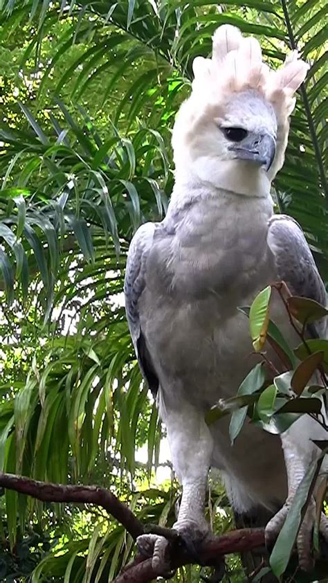 Exploring The Rare Albino Harpy Eagle Tiktok