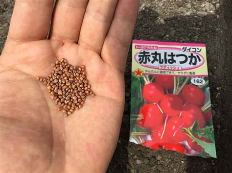 ラディッシュの育て方と栽培のコツ やまむファーム