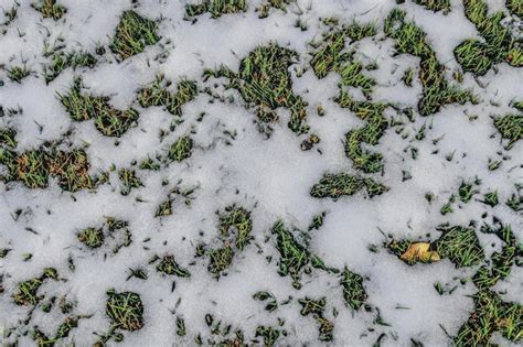 Melted Dirty Snow In Nature On Green Grass Premium Photo