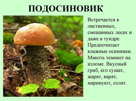 Съедобные и ядовитые грибы презентация онлайн