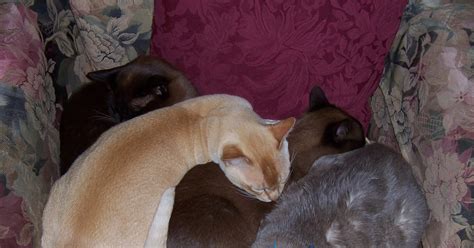 Crystal3678 Clowder Of Cats