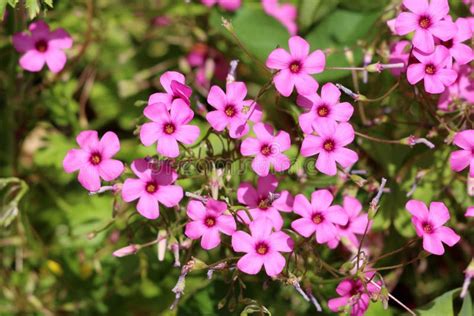 Planta De Buena Suerte Densamente Plantada O Plantas Perennes De Oxalis