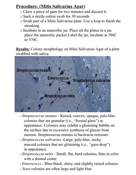 Streptococcus Salivarius Morphology
