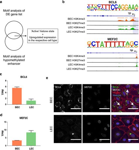 Motif Analysis Reveals Two Potential Transcription Factors Important