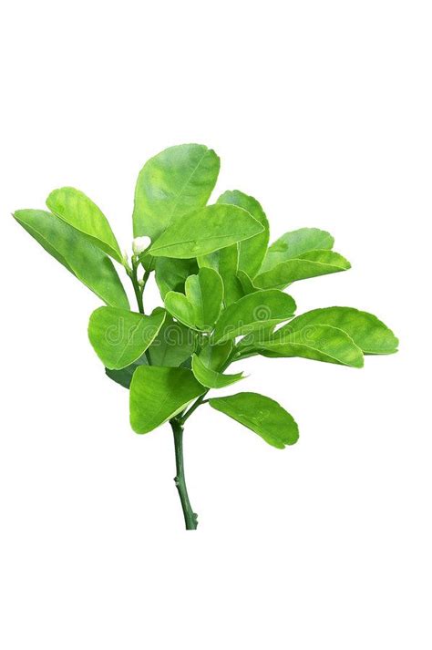 Lemon Leave Stock Image Image Of Green Lemon Leafs 2384505