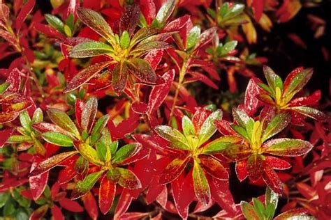 Azalea Herbert Azaleas Plants Purple Flowers