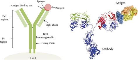 Comparing Epitope Mapping Techniques Creative Biostructure