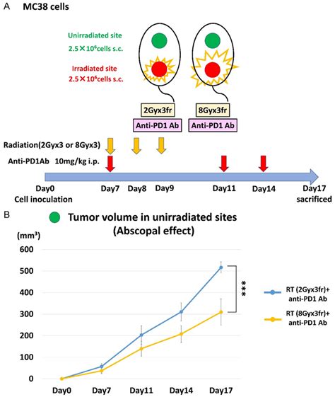 Effect Of Anti Pd1 Antibody And Radiation Dose On Abscopal Effect Mc38 Download Scientific