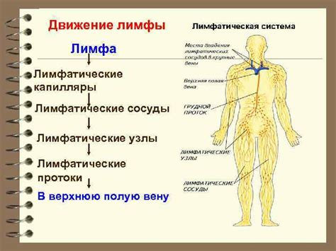 Лимфатическая система человека: схема движения лимфы с рисунком