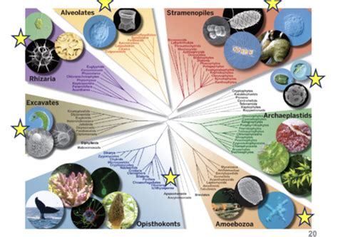 Microbiology Diversity Bacterial Archaeal Eukaryotic 227 319