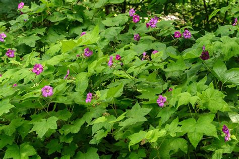 Species Spotlight Rubus Odoratus Flowering Raspberry Edge Of The