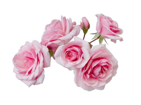Delicadas Rosas Rosas Con Hojas Verdes Aisladas En Blanco Foto De