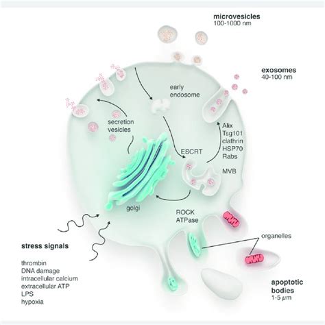Pdf A Microvesicles And Exosomes For Intracardiac Communication