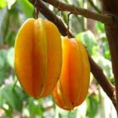 Jual Bibit Tanaman Buah Belimbing Bangkok Merah Okulasi Shopee Indonesia
