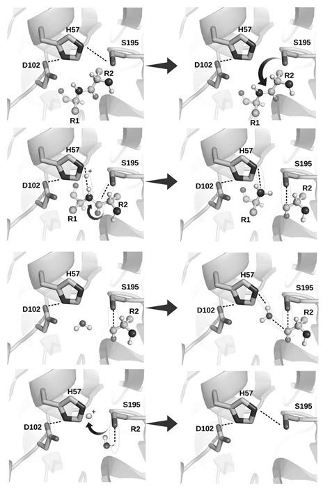 The Steps In The Binding And Hydrolysis Of Peptides By Serine