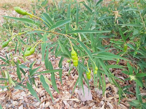 นักวิทย์ซินโครตรอนหาเอกลักษณ์ “แจงสุรนารี” เดินหน้าสร้างมูลค่าพรรณไม้เฉพาะถิ่นโคราช