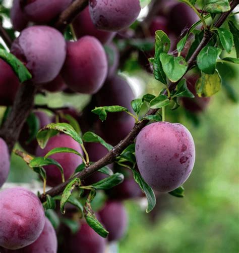 Anna Späth Pépinière Des Trognes