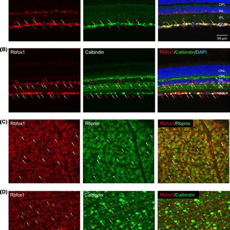 Primary And Secondary Antibodies Used For Immunohistochemistry