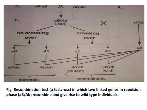 Gene Structure And Expression Pptx