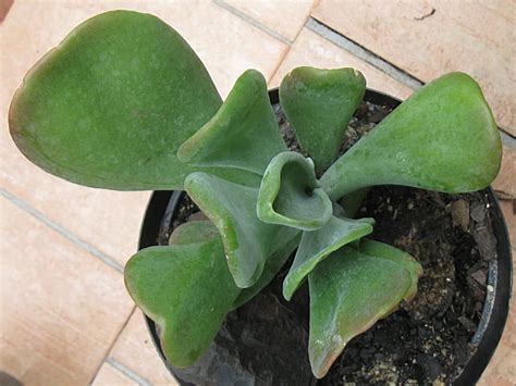 Kalanchoe Luciae Oricula World Of Succulents