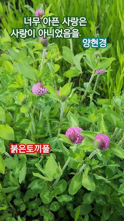 너무 아픈 사랑은 사랑이 아니었음을 양현경 Youtube