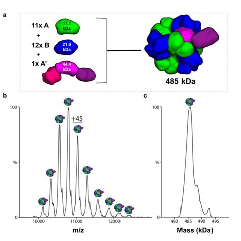 Native Mass Spectrometry Of Symmetry Broken Cage A The Architecture Download Scientific