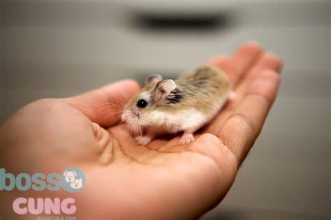 Hướng Dẫn Cách Nuôi Chuột Hamster Robo Chuẩn Và Chi Tiết Nhất Boss Cưng