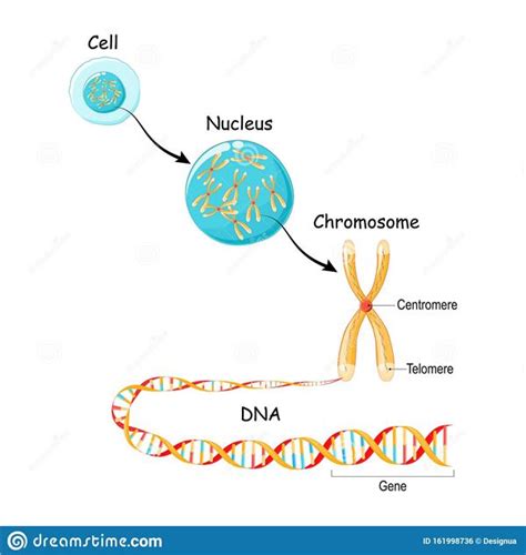 Cell Nucleus Chromosome Gene Dna Diagram