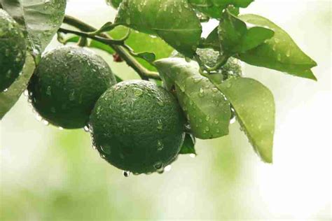 Citrus Tree Care Tips For Thriving Trees And Bountiful Harvests