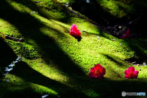 落ち椿 By まいどぉ！ （id：8556907） 写真共有サイトphotohito