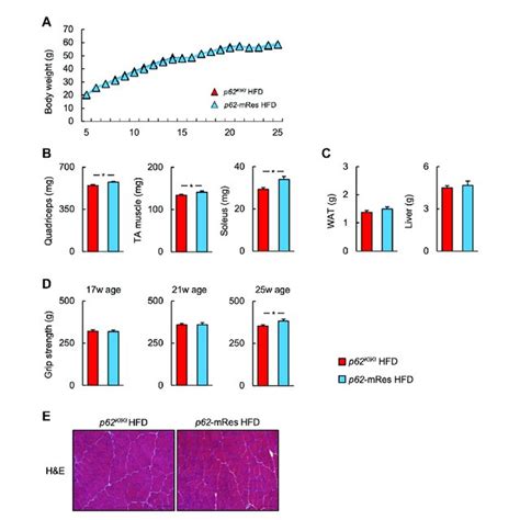 generation of muscle specific p62 gene rescue mice schematic diagram