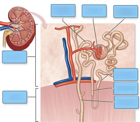 Structures Of A Nephron Diagram Quizlet
