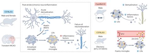 Cholesterol Fuels Microglia In Chronic Stroke Nature Metabolism