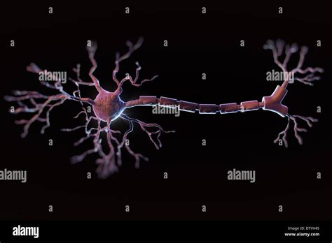 Multipolar Neuron Stock Photo Alamy
