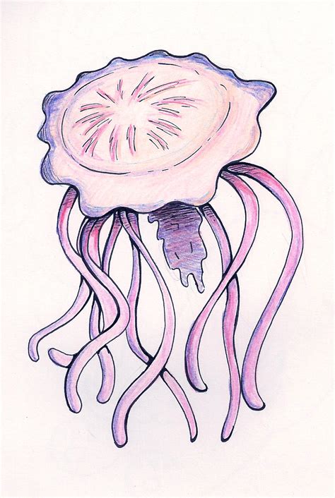 Scyphozoa By Pickles 4 Nickles On Deviantart