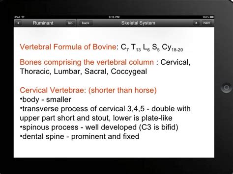 Skeletal System Of Bovine