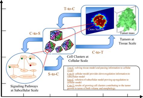 an illustration of the spatiotemporal multiscale modeling framework download scientific diagram