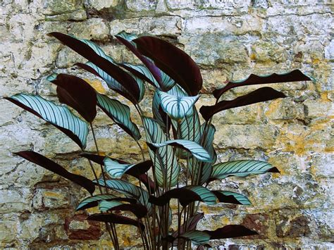 10 найкапризніших кімнатних рослин Бережіться марних витрат