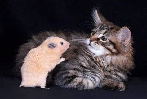 Gambar Haiwan Yang Sweet Dan Cute Hijau Rimba 3