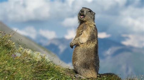 Fight Or Dance Hilarious Marmot Duet Caught On Camera In Nw China Cgtn