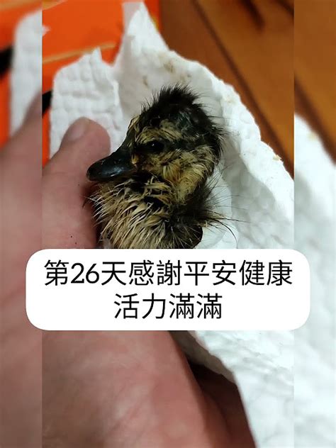 黑糖🥰奶茶之小小黑糖珠珠） Youtube