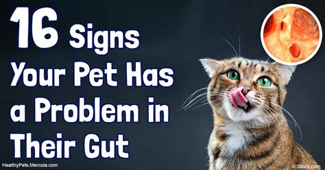 Leaky Gut Syndrome In Pets