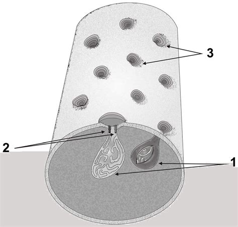 Predicted Model Of Topological Spatial Relations Between Mesosomal Like Download Scientific