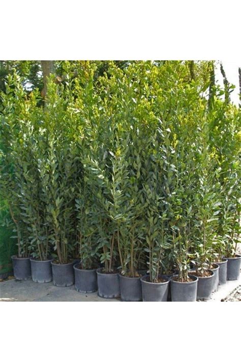 Alp Botanik Tüplü 25 30 Cm Defne Ağacı Laurus Nobilis Fidanı Fiyatı