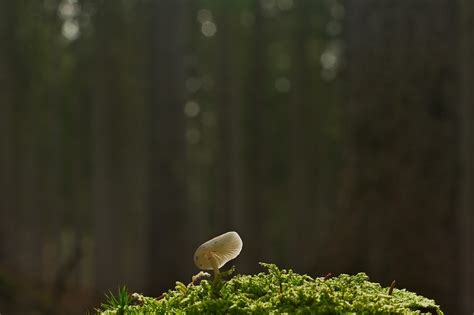 Mushroom Moss Forest Free Photo On Pixabay