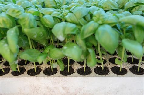 Premium Photo Basil Seedlings Green Seedlings Aromatic Herb Gardening