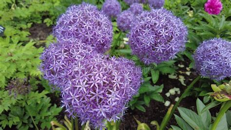 Stunning Blooms Of Purple Sensation Allium Flowers Stock Footage