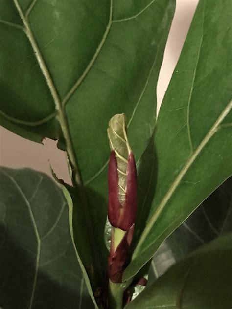 Fiddle Leaf Fig 2nd New Growth Yhk Daily Photos