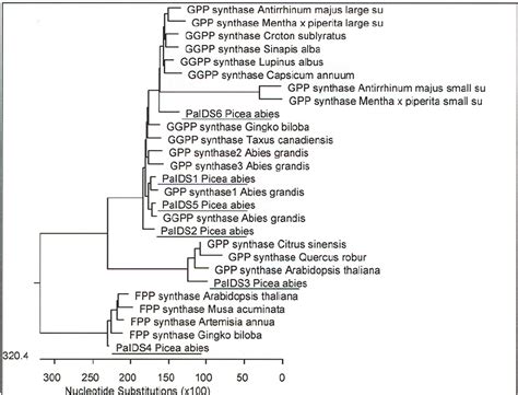 6 Phylogenetic Tree Of Gymnosperm And Angiosperm Isoprenyl Diphosphate Download Scientific