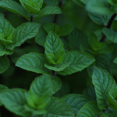 Descubra Os Benefícios Da Mentha X Piperita